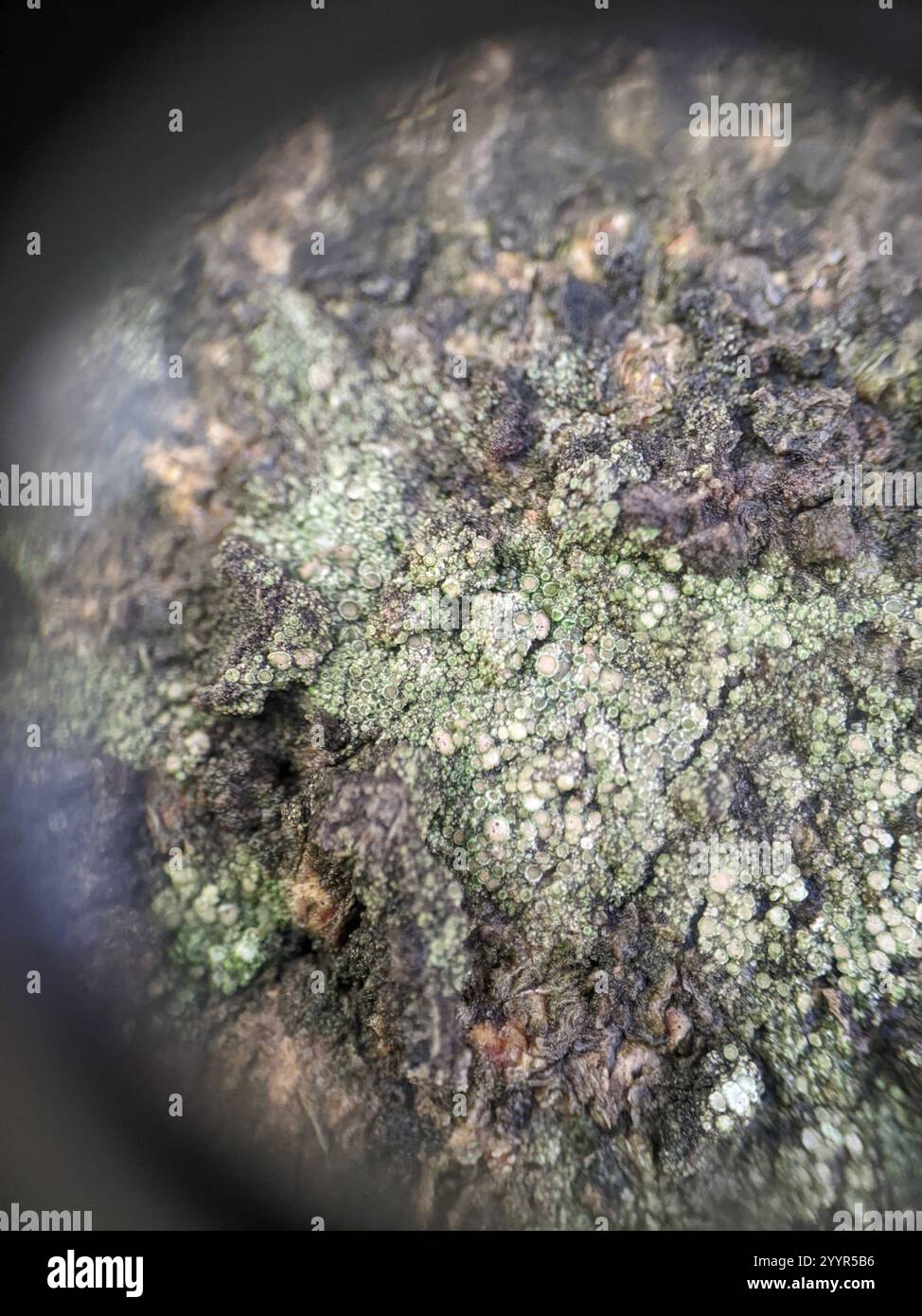 rim lichens, disc lichens, and allies (Lecanoraceae Stock Photo - Alamy