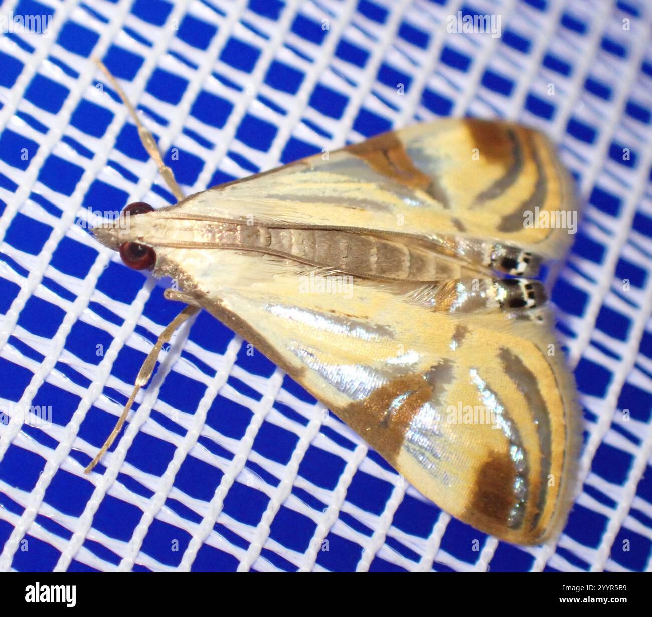 Fig Leaf Moth (Talanga tolumnialis Stock Photo - Alamy