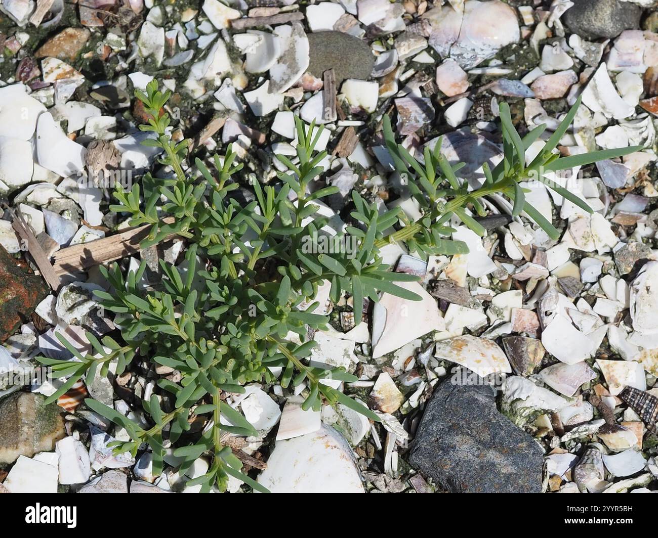 Herbaceous Seepweed (Suaeda maritima Stock Photo - Alamy