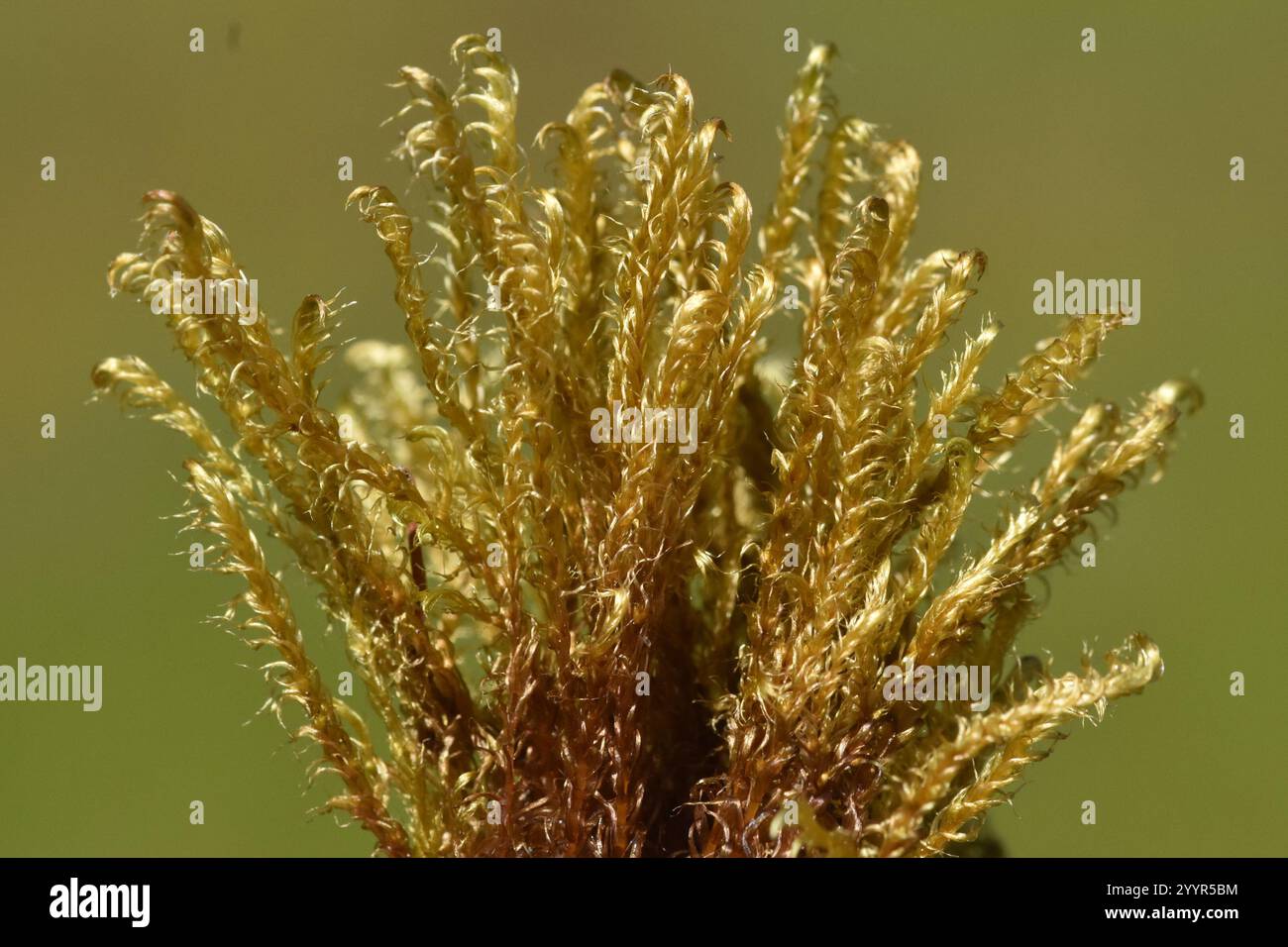 Kneiff's hook-moss (Drepanocladus aduncus Stock Photo - Alamy