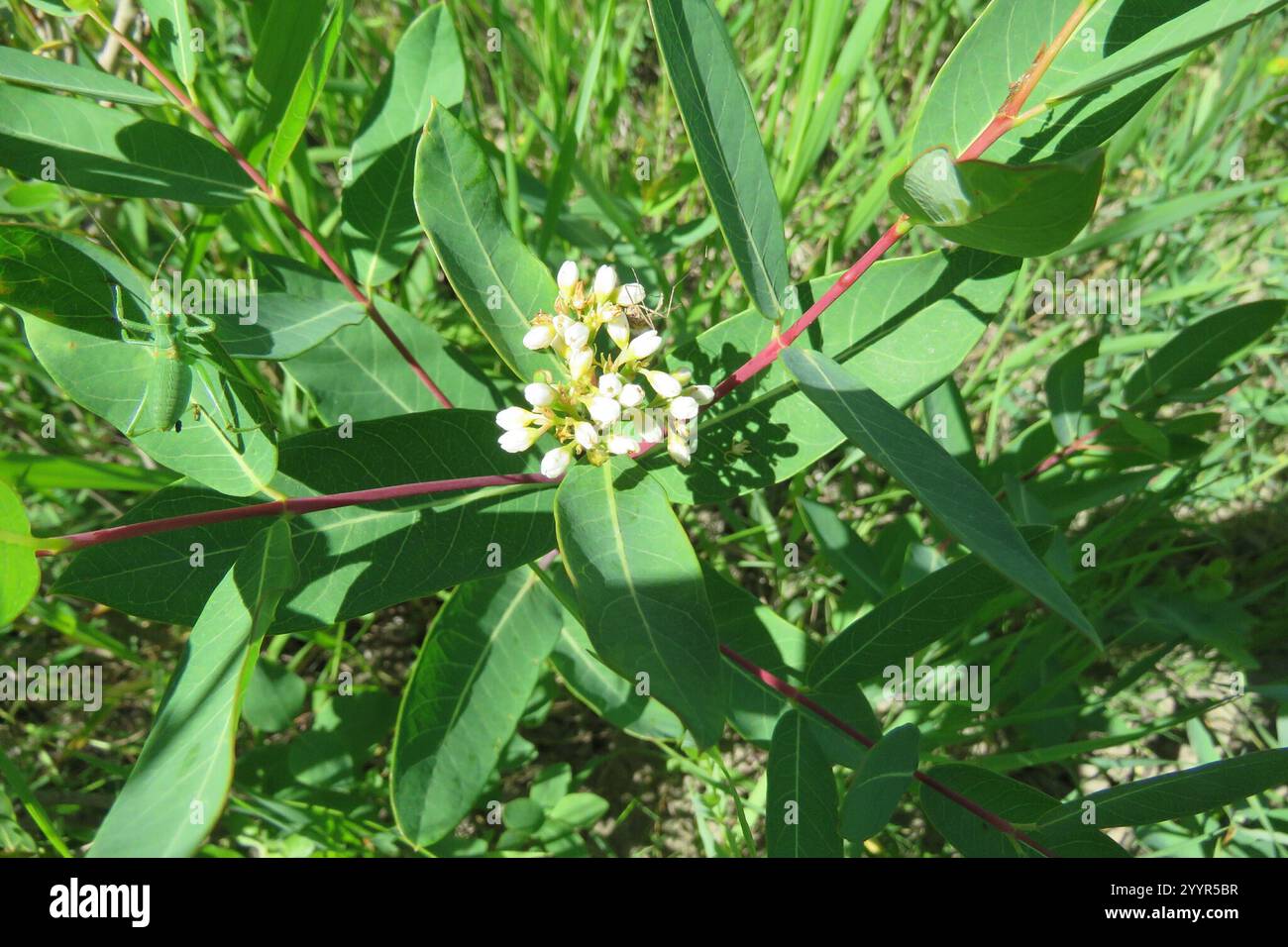 hemp dogbane (Apocynum cannabinum Stock Photo - Alamy