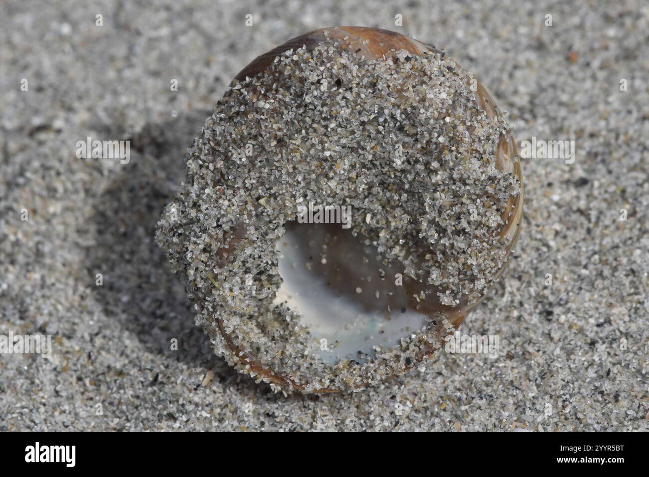 Dusky Tegula (Tegula pulligo Stock Photo - Alamy