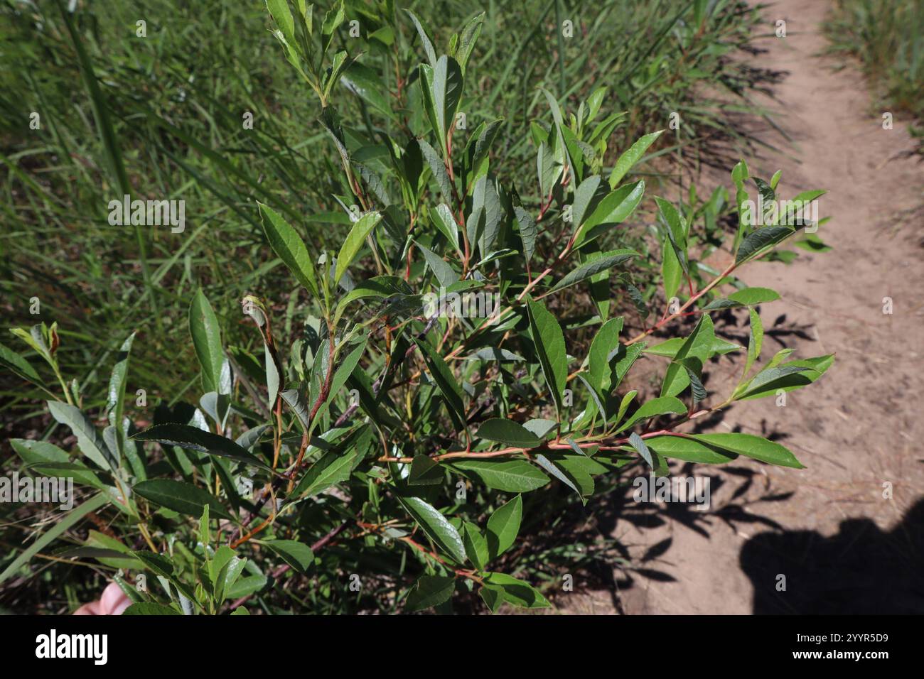 sand cherry (Prunus pumila Stock Photo - Alamy