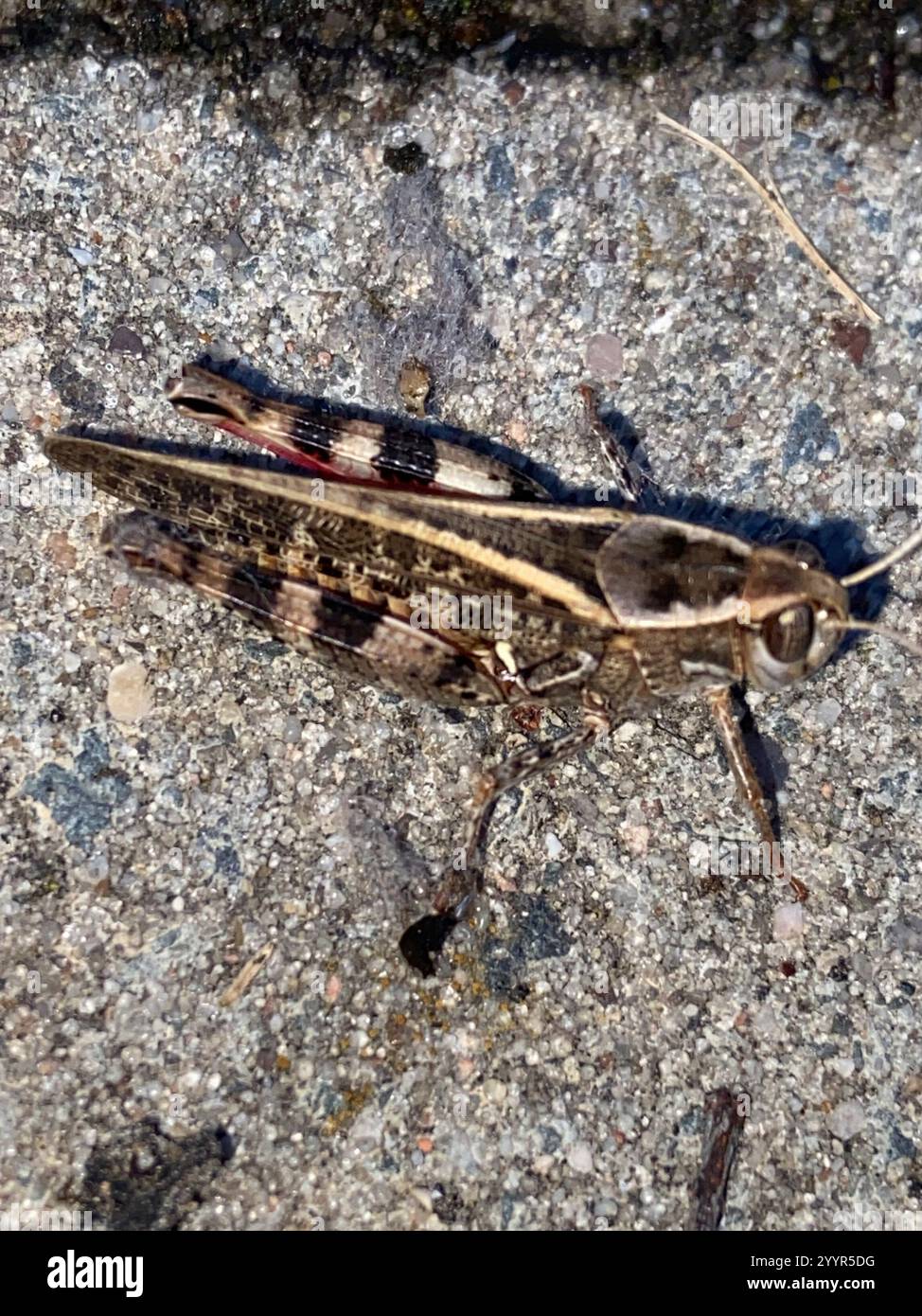 Italian locust (Calliptamus italicus Stock Photo - Alamy