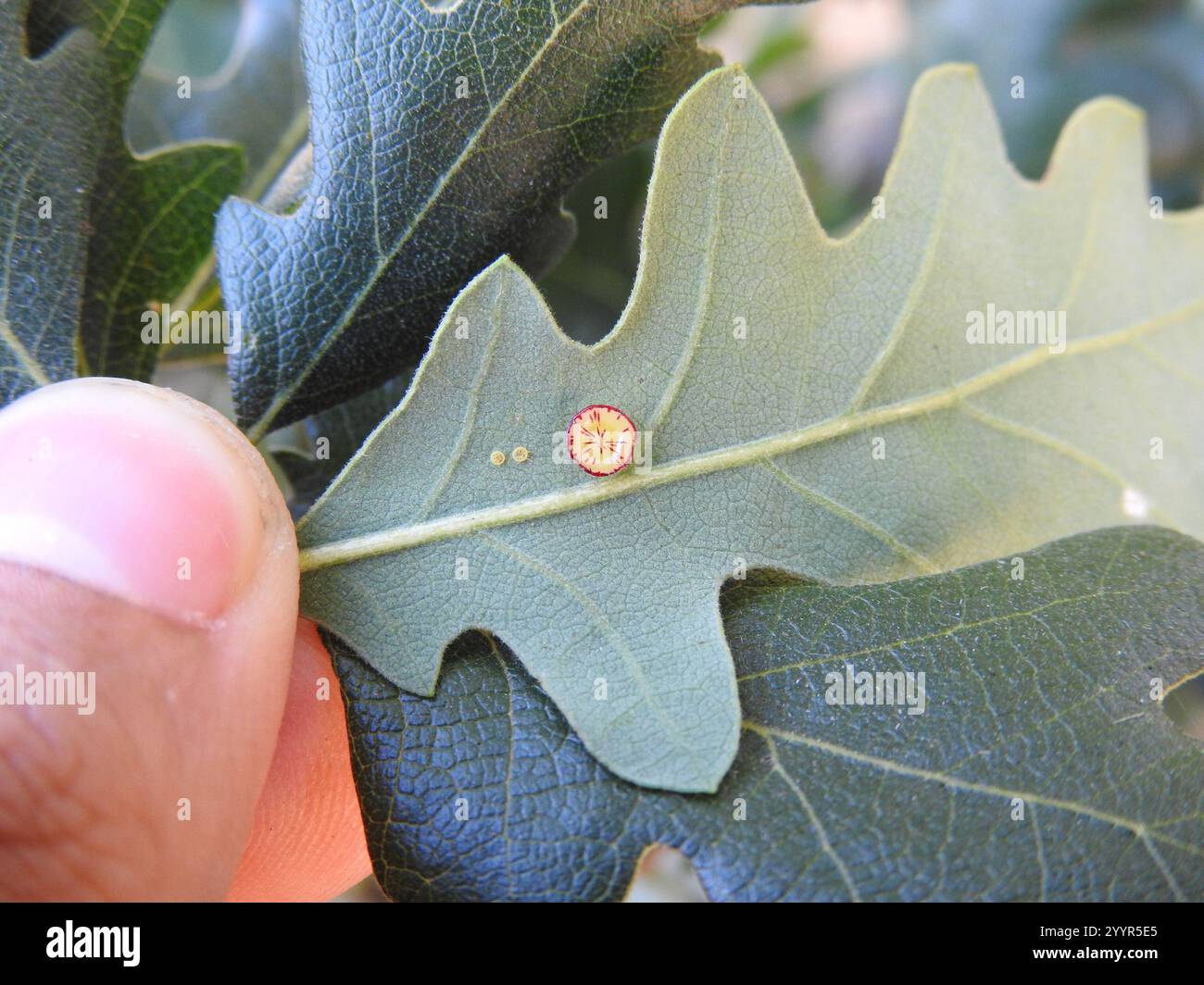 Disc Gall Wasp (Feron parmula Stock Photo - Alamy