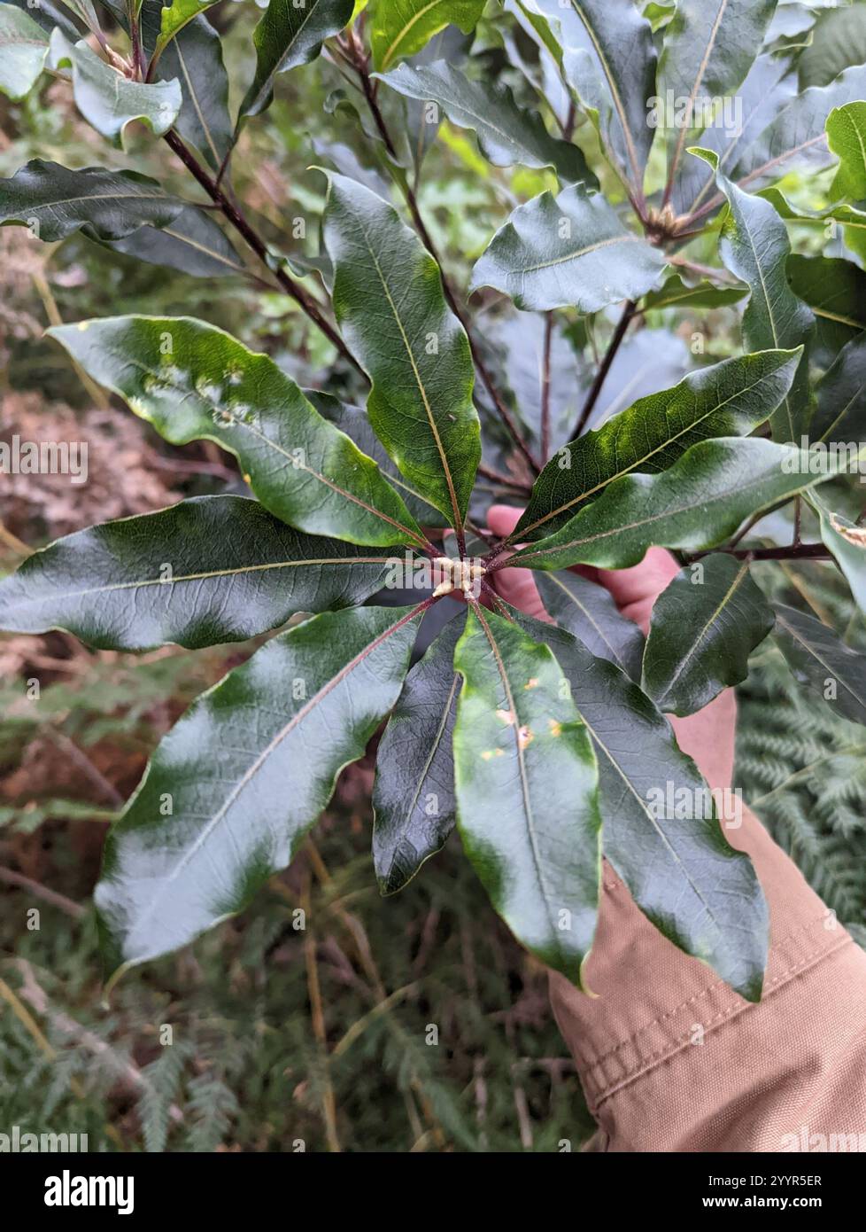 Australian Cheesewood (Pittosporum undulatum Stock Photo - Alamy