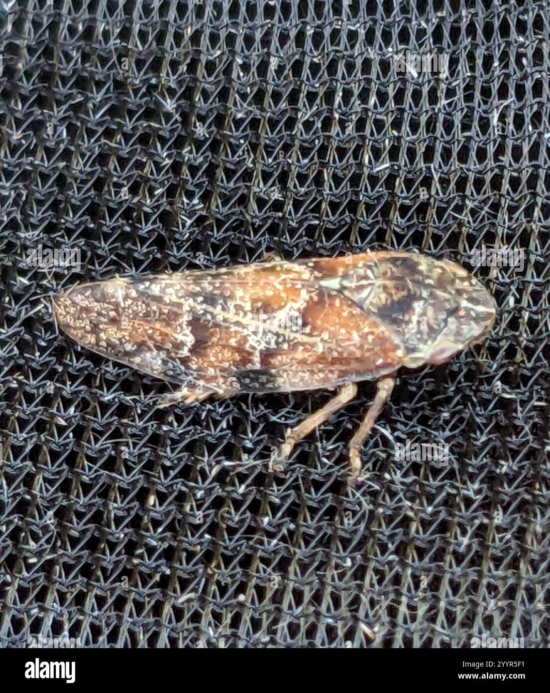 Spittlebugs, Cicadas, Leafhoppers and Treehoppers (Cicadomorpha Stock ...