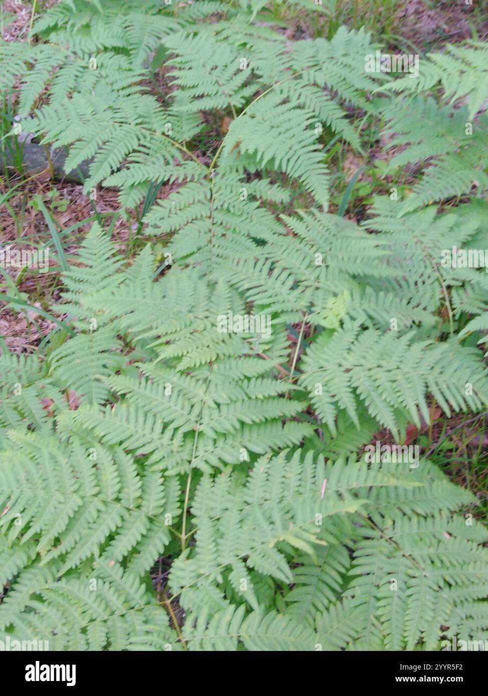 pinewood bracken (Pteridium pinetorum Stock Photo - Alamy