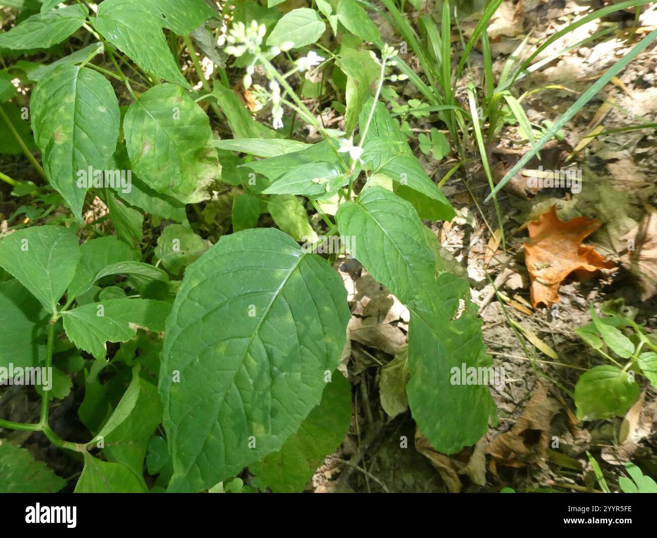 broadleaf enchanter's nightshade (Circaea canadensis Stock Photo - Alamy