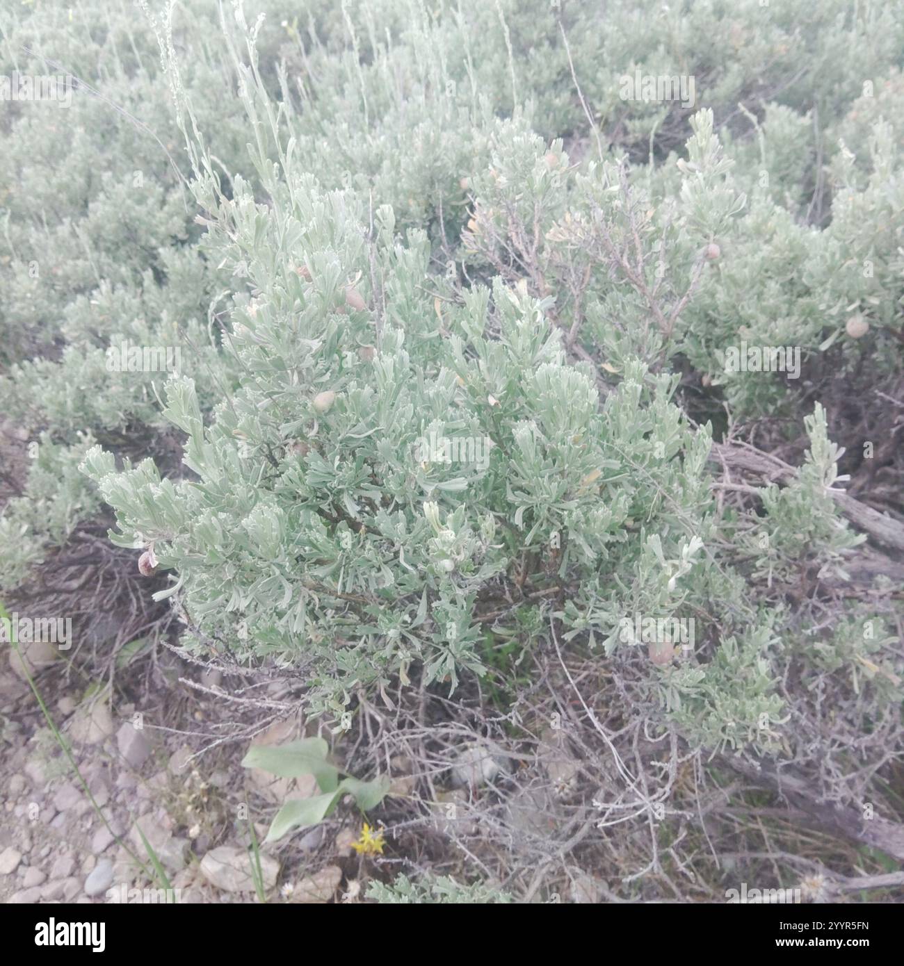 Big Sagebrush (Artemisia tridentata Stock Photo - Alamy