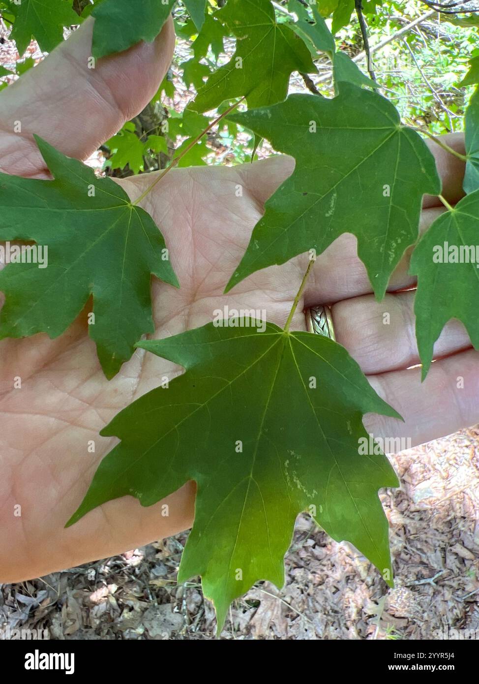 chalk maple (Acer leucoderme Stock Photo - Alamy