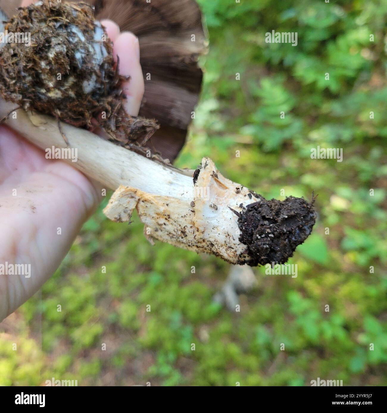Western Grisette (Amanita pachycolea Stock Photo - Alamy