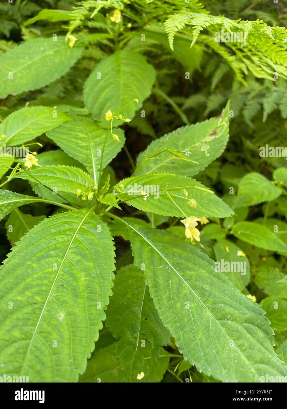 small balsam (Impatiens parviflora Stock Photo - Alamy