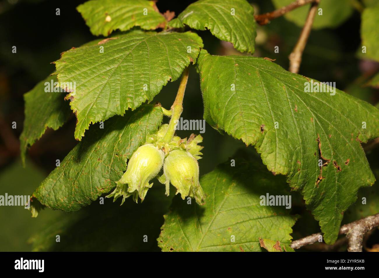 common hazel (Corylus avellana Stock Photo - Alamy