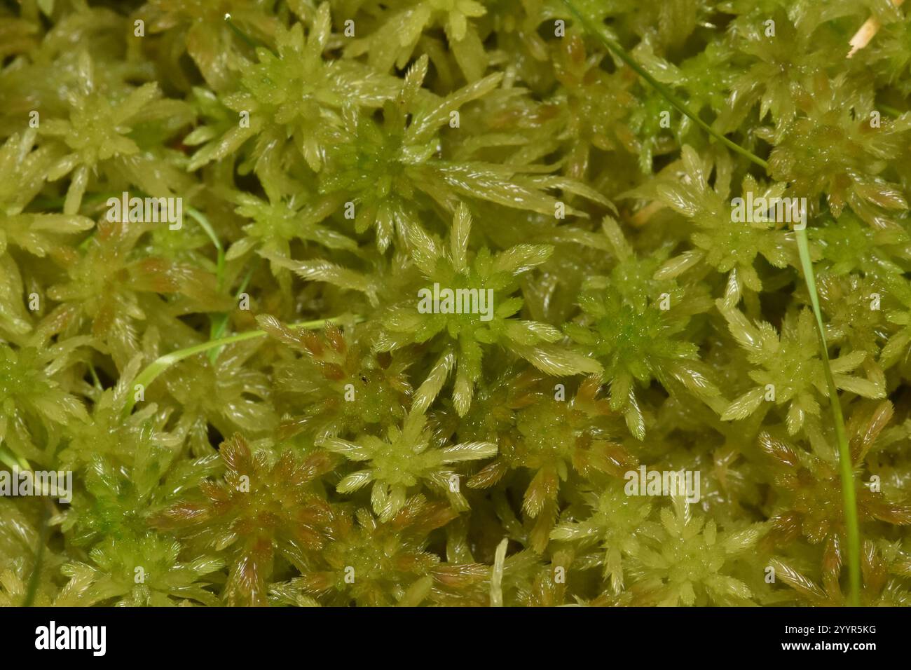 Pacific Peatmoss (Sphagnum pacificum Stock Photo - Alamy