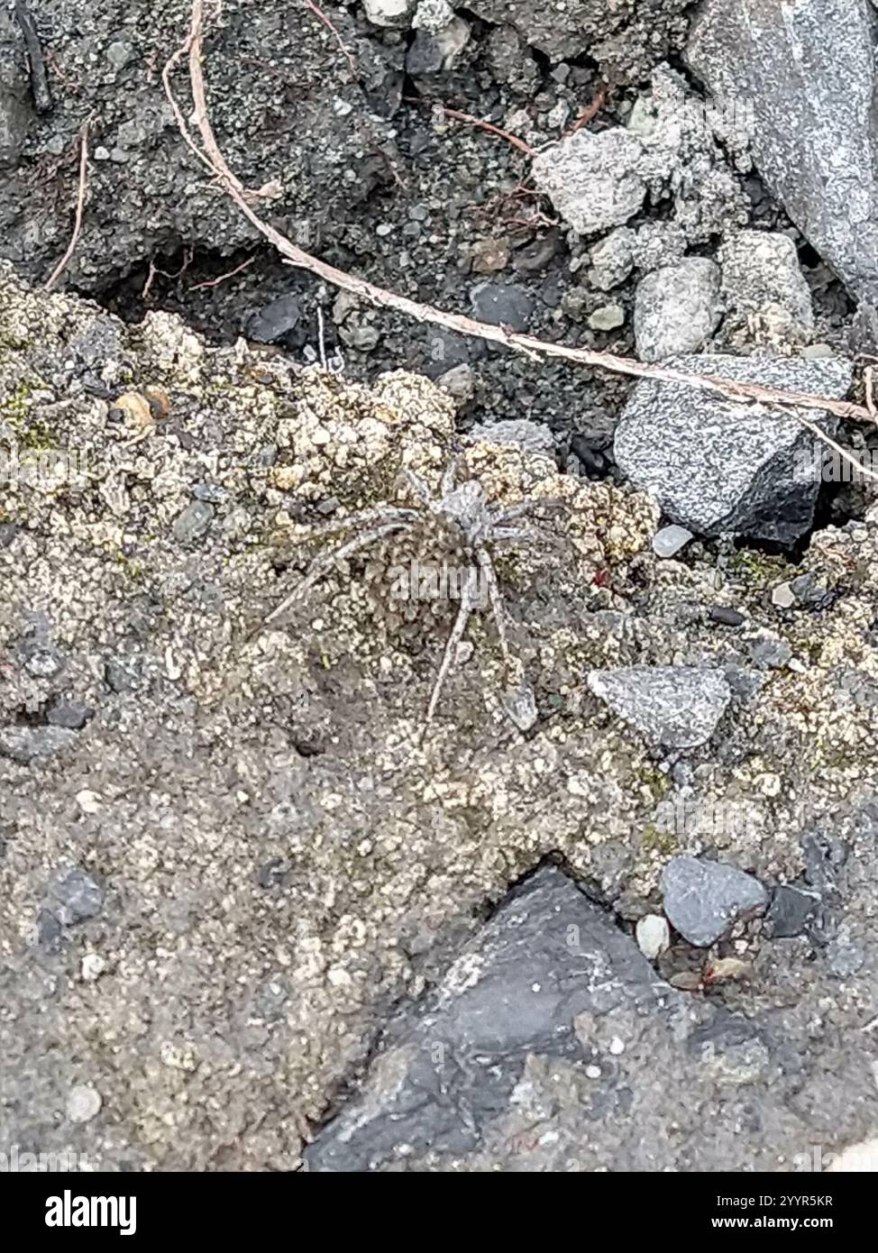 Thin-legged Wolf Spiders (Pardosa Stock Photo - Alamy