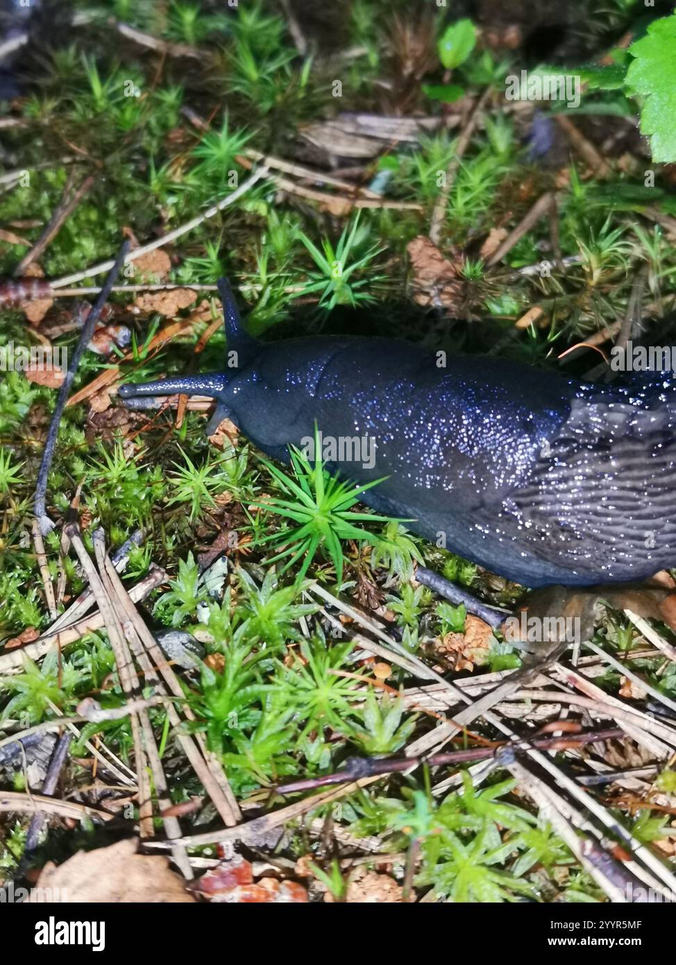 Ash-black Slug (Limax cinereoniger Stock Photo - Alamy