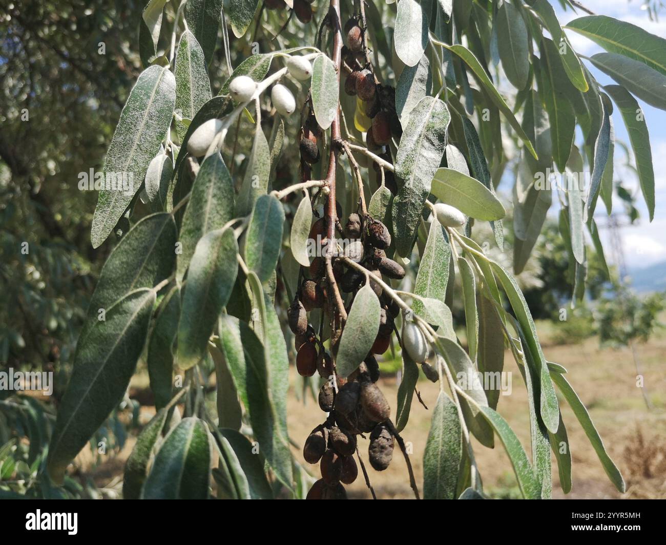 Russian olive (Elaeagnus angustifolia Stock Photo - Alamy