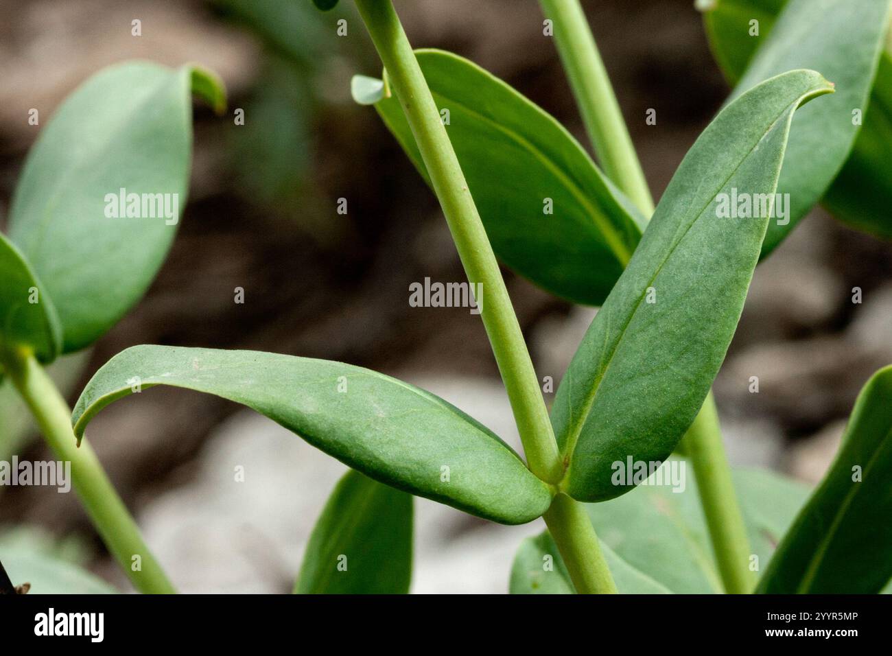Wasatch penstemon hi-res stock photography and images - Alamy