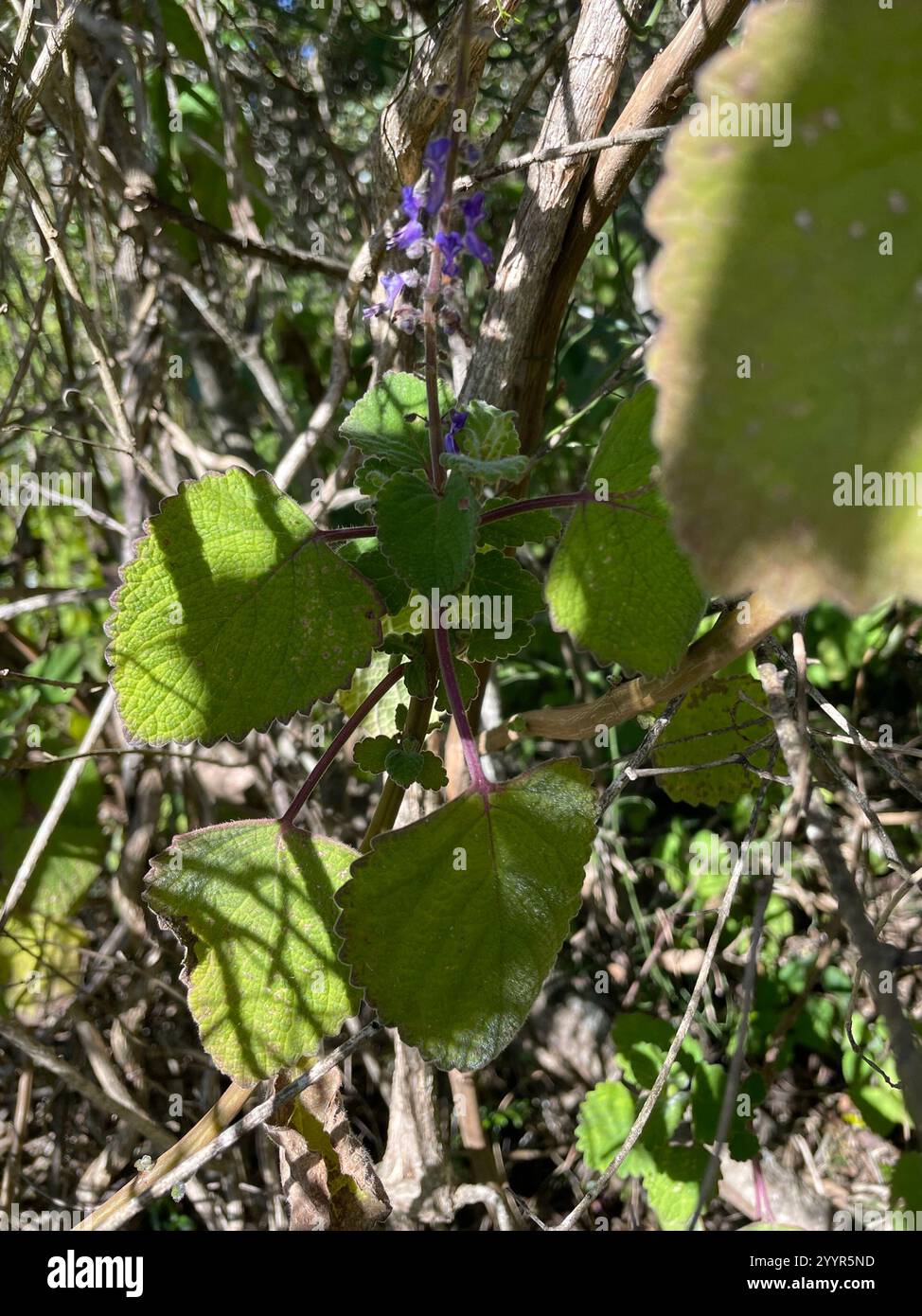 little spurflower (Coleus australis Stock Photo - Alamy