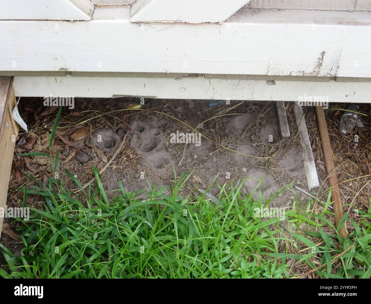 Pit trapping antlions hi-res stock photography and images - Alamy