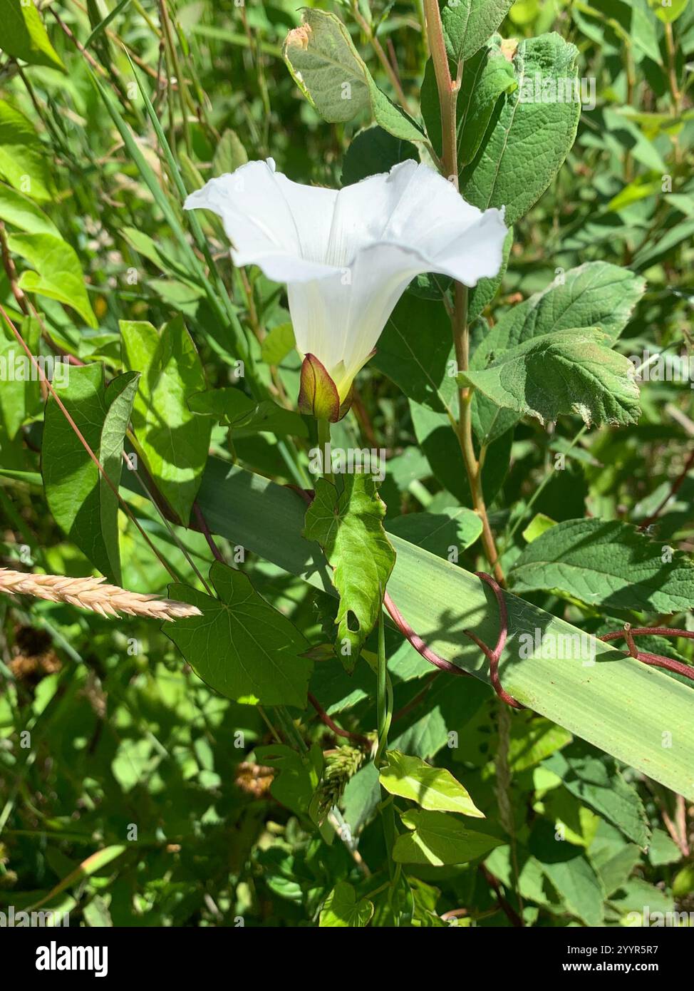 creeping hedge bindweed (Calystegia sepium angulata Stock Photo - Alamy