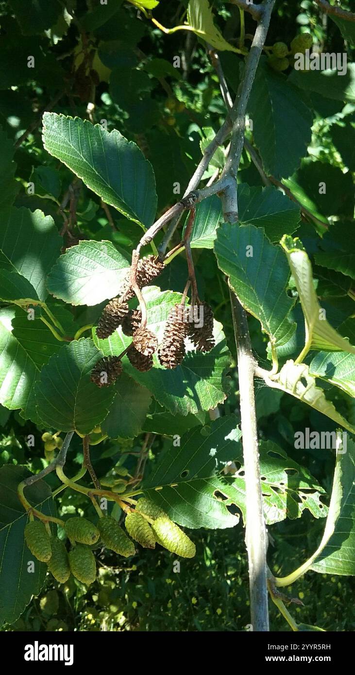 Red Alder (Alnus rubra Stock Photo - Alamy