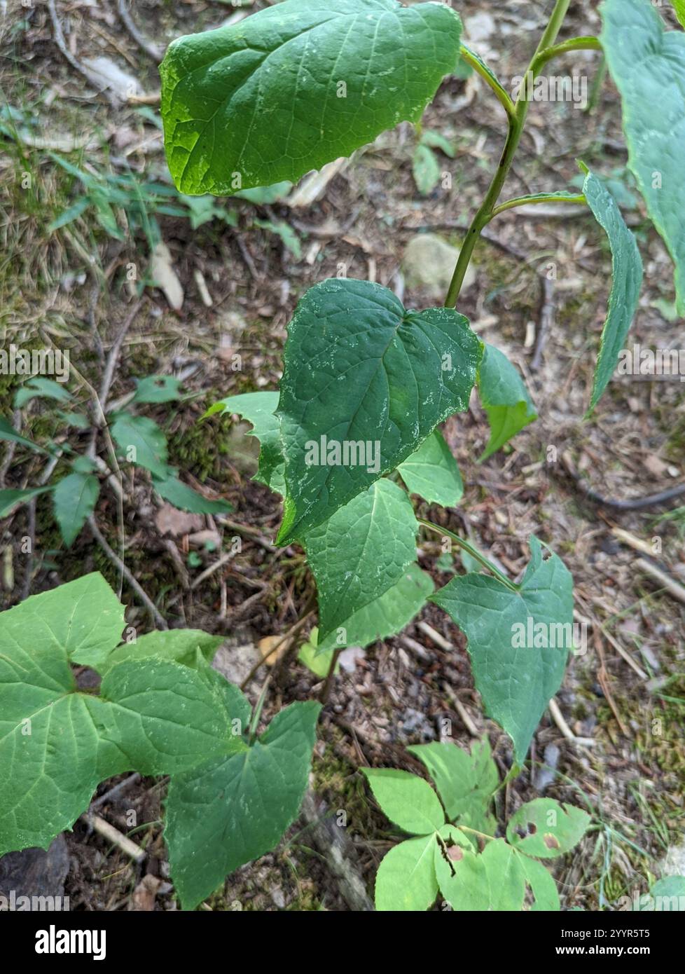 tall rattlesnake root (Nabalus altissimus Stock Photo - Alamy