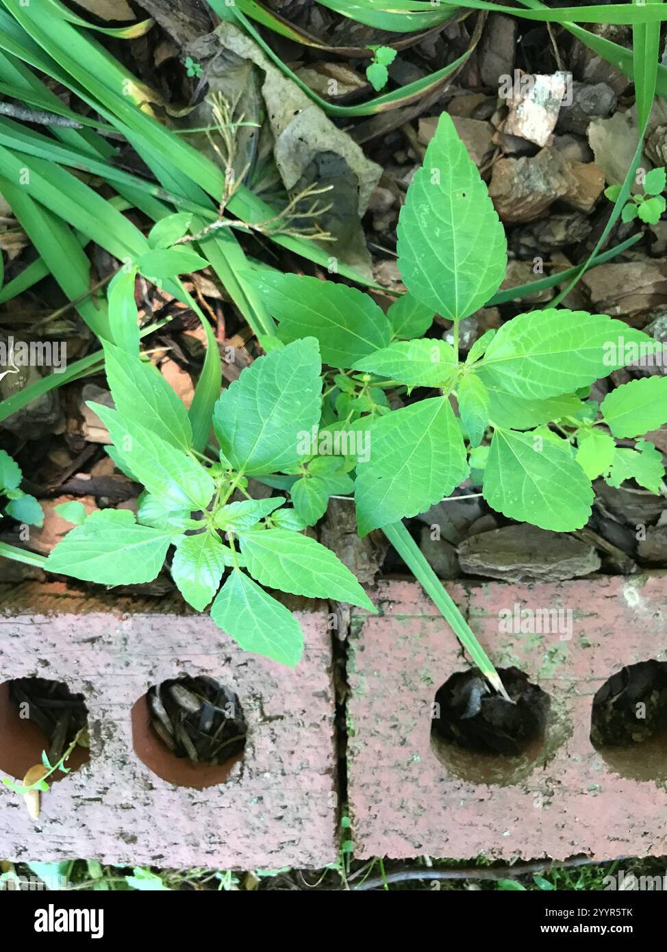common copperleaf (Acalypha rhomboidea Stock Photo - Alamy