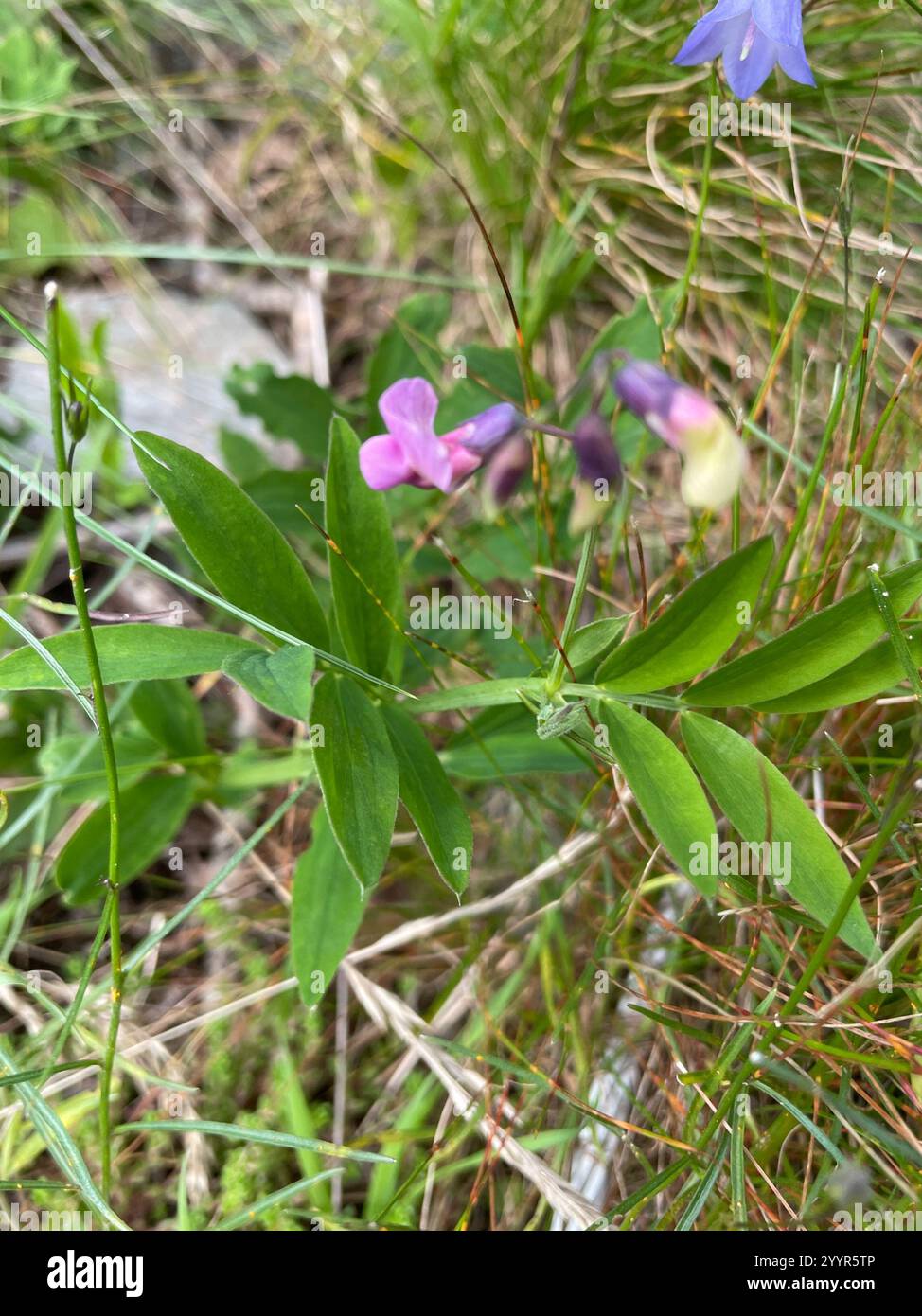 Bitter vetch lathyrus linifolius hi-res stock photography and images ...