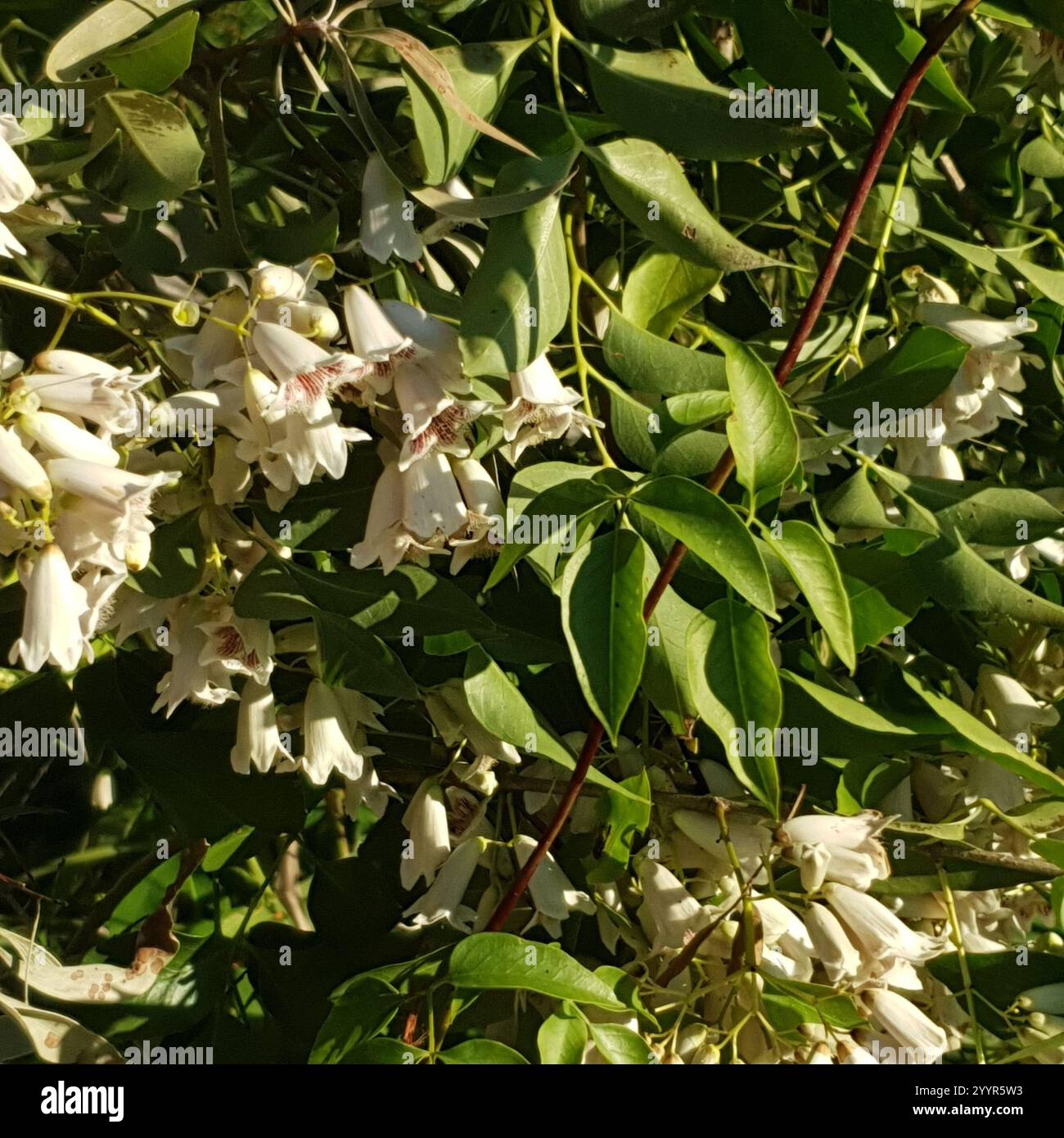 wonga vine (Pandorea pandorana Stock Photo - Alamy