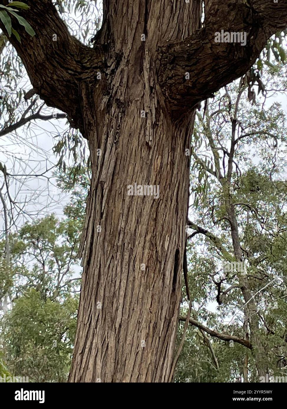 Rough-barked Apple (Angophora floribunda Stock Photo - Alamy