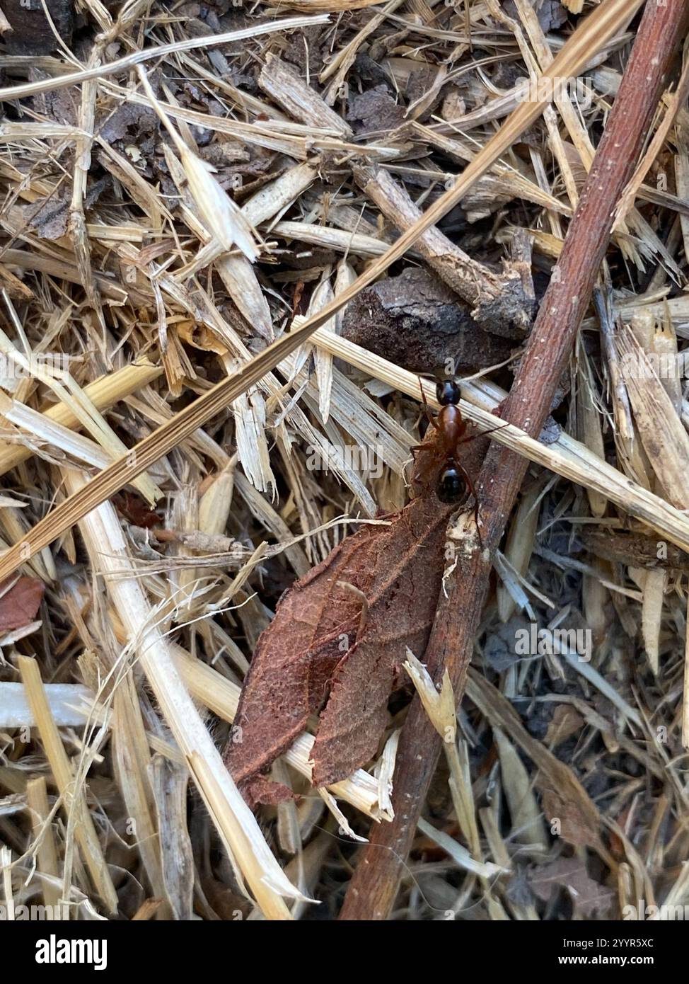Texas Carpenter Ant (Camponotus texanus Stock Photo - Alamy