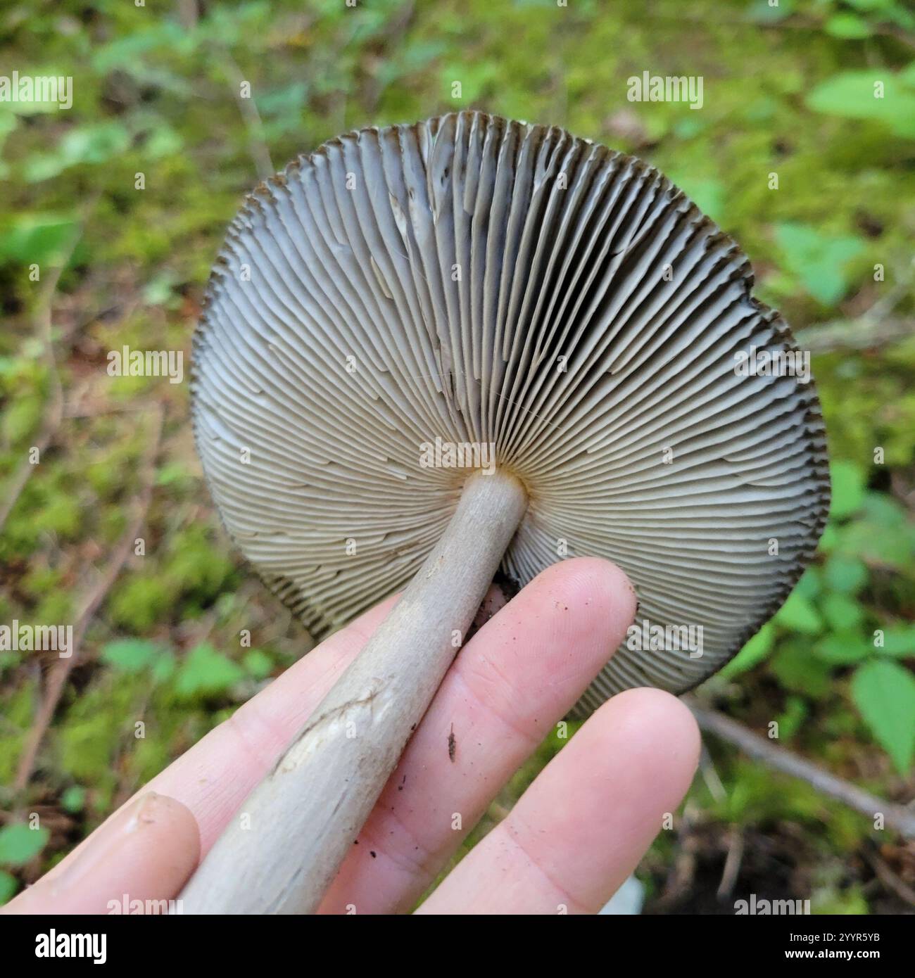 Western Grisette (Amanita pachycolea Stock Photo - Alamy