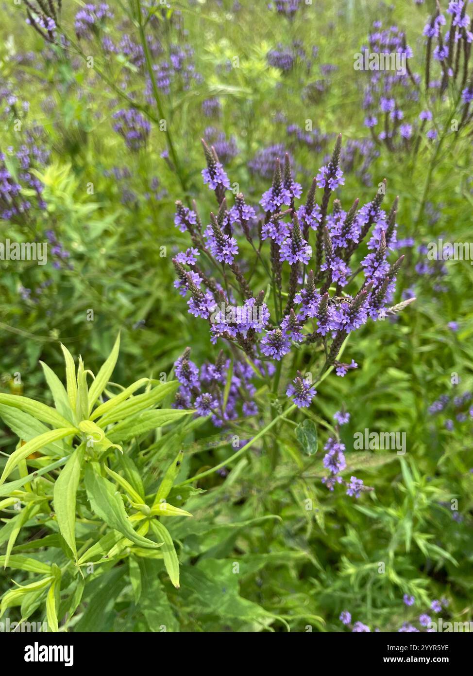 blue vervain (Verbena hastata Stock Photo - Alamy