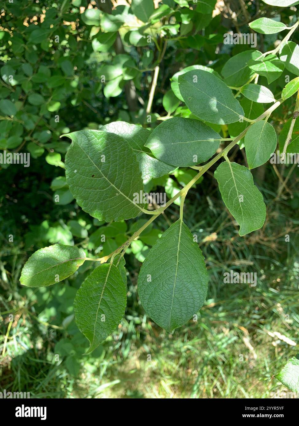 goat willow (Salix caprea Stock Photo - Alamy