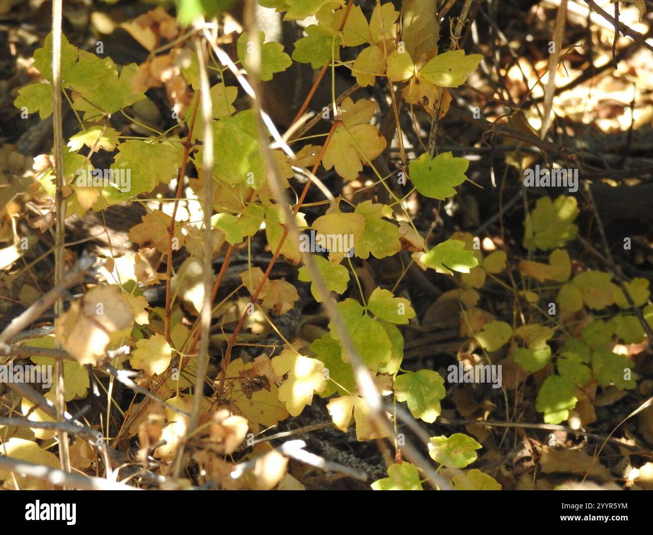 Pipestem Clematis (Clematis lasiantha Stock Photo - Alamy