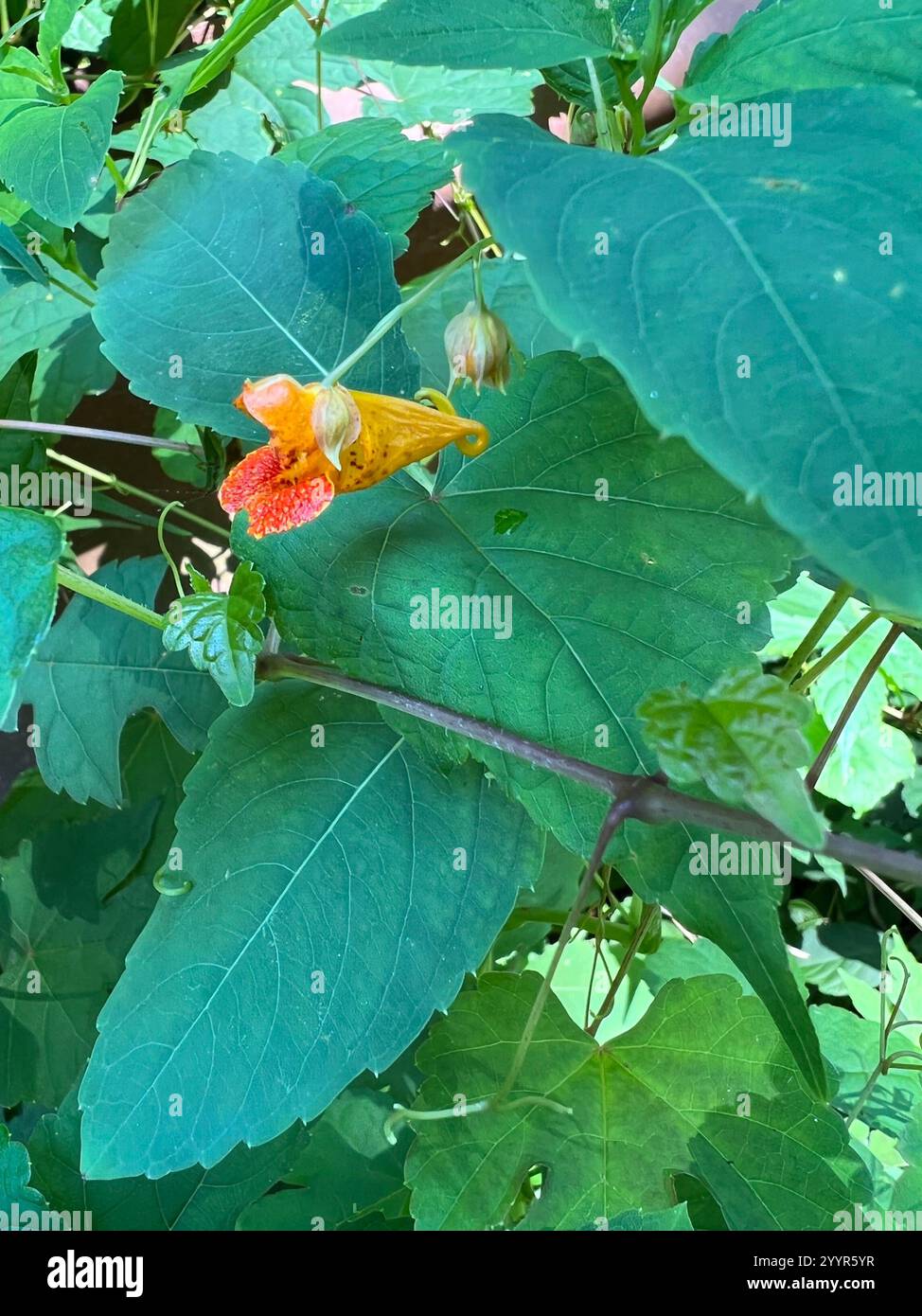 common jewelweed (Impatiens capensis Stock Photo - Alamy