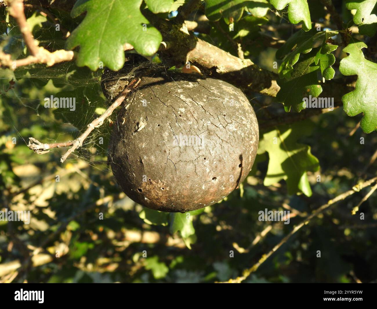 California Gall Wasp (Andricus quercuscalifornicus Stock Photo - Alamy