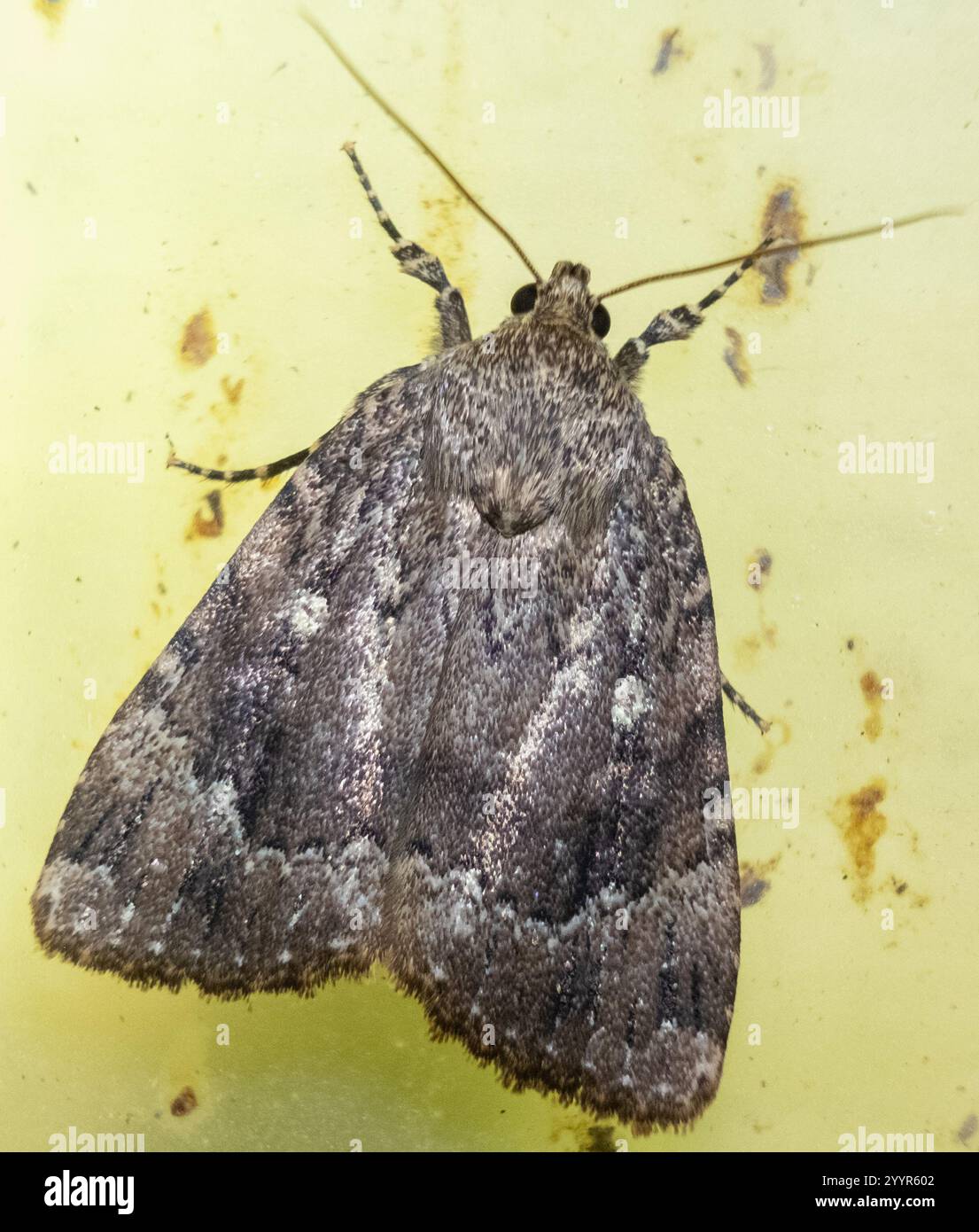 American Copper Underwing (Amphipyra pyramidoides Stock Photo - Alamy