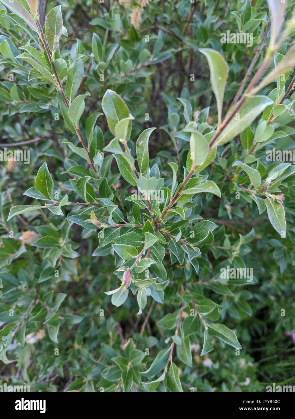 bebb's willow (Salix bebbiana Stock Photo - Alamy
