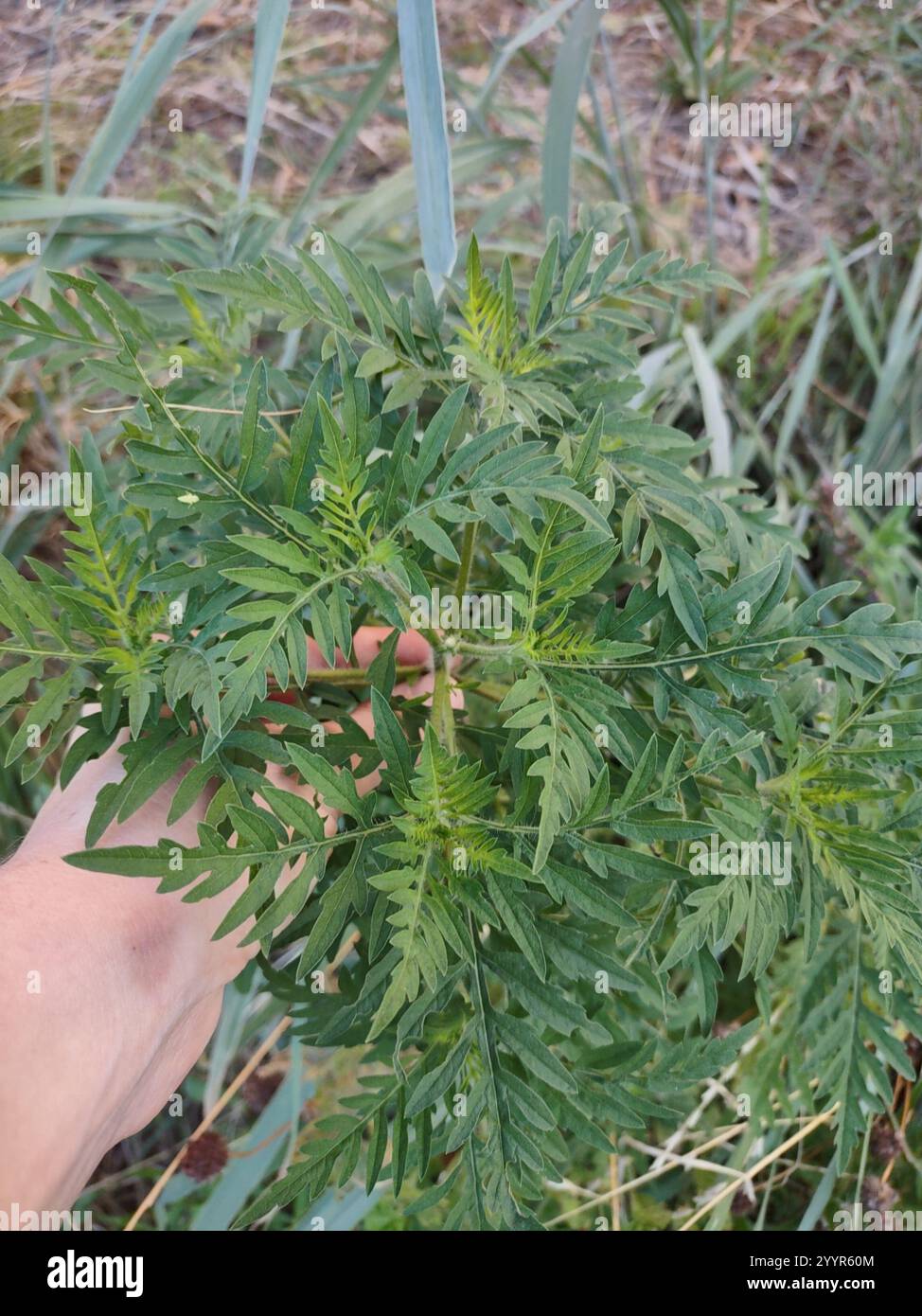 common ragweed (Ambrosia artemisiifolia Stock Photo - Alamy