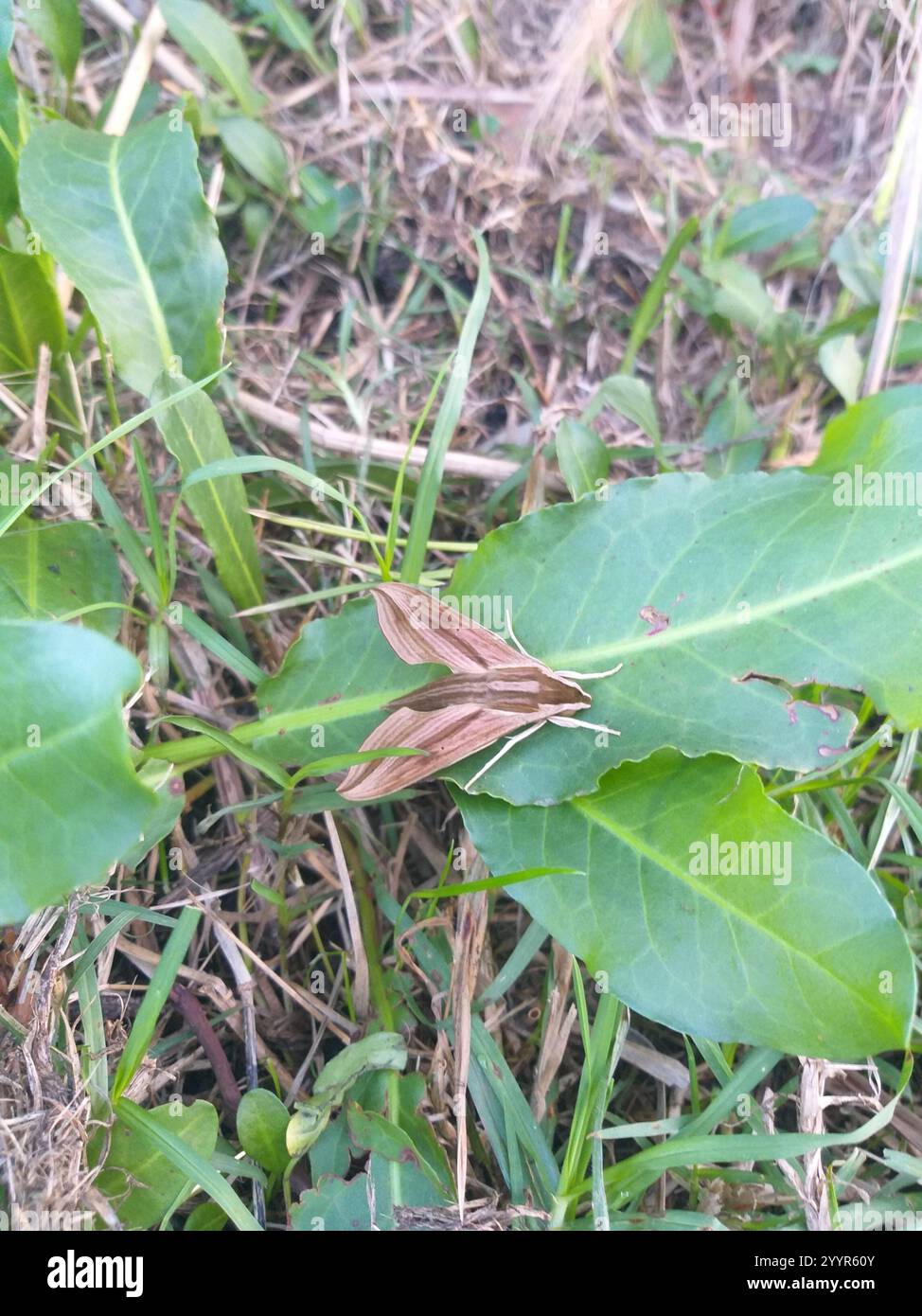 Common Striped Hawkmoth (Hippotion eson Stock Photo - Alamy