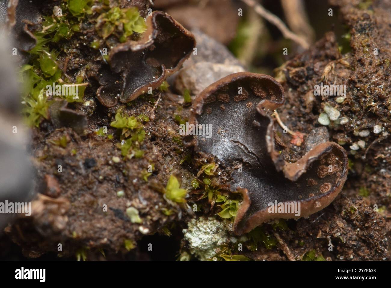 alternating dog lichen (Peltigera didactyla Stock Photo - Alamy