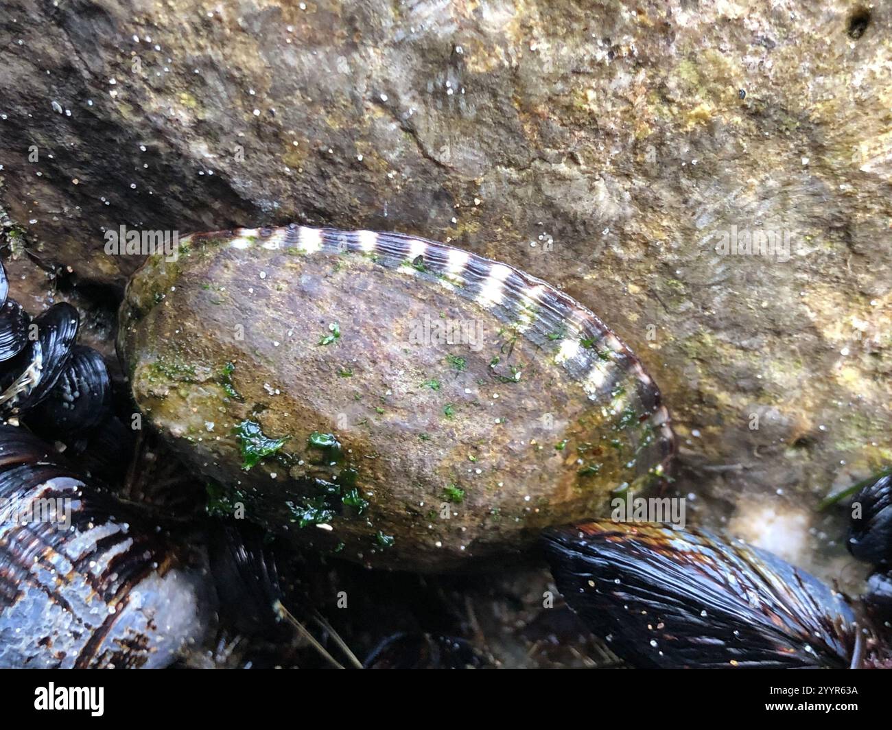 Owl Limpet (Lottia gigantea Stock Photo - Alamy