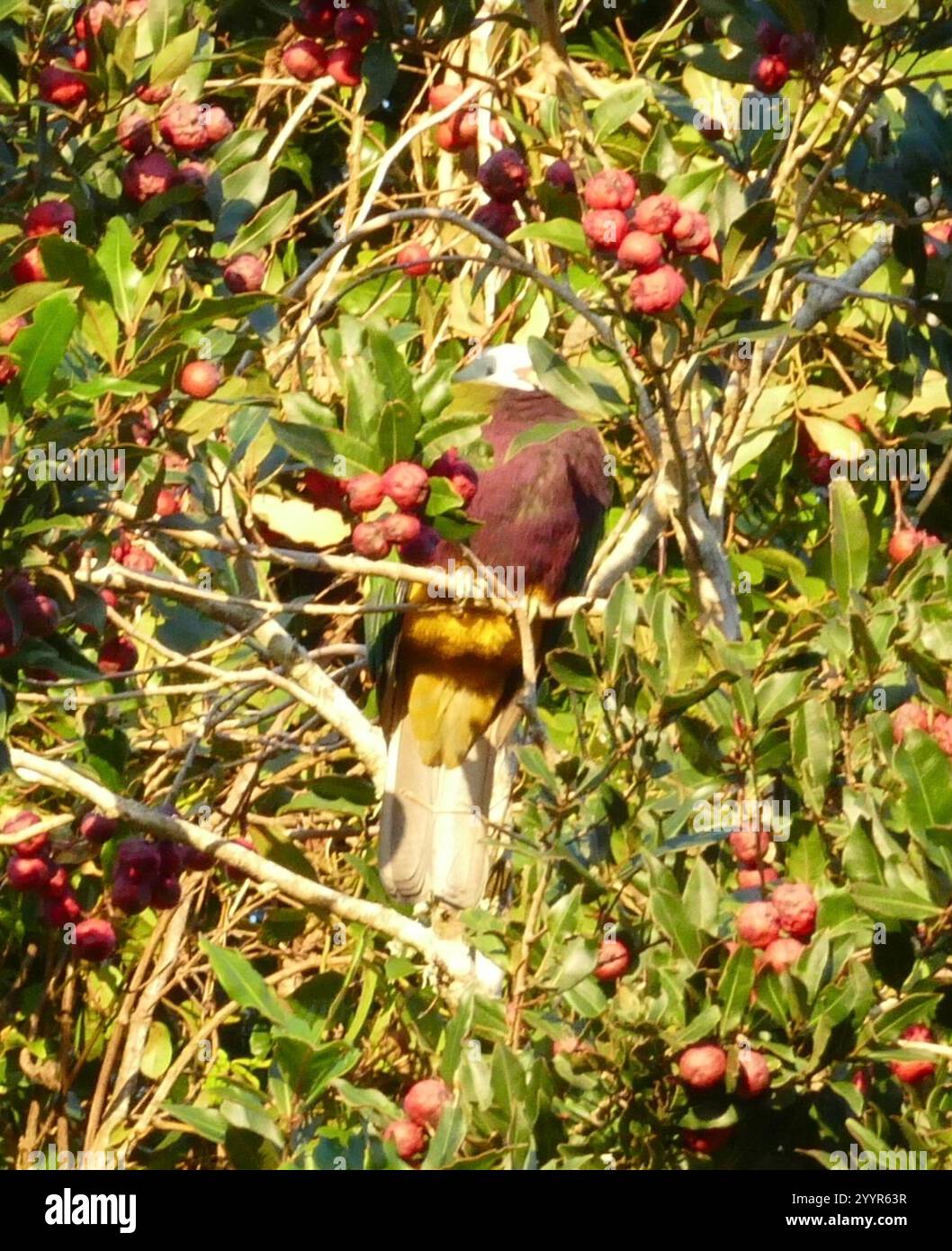 Wompoo Fruit Dove (Ptilinopus magnificus Stock Photo - Alamy