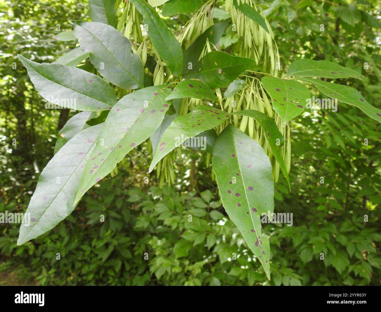 Ash Leaf Spot (Mycosphaerella fraxinicola Stock Photo - Alamy