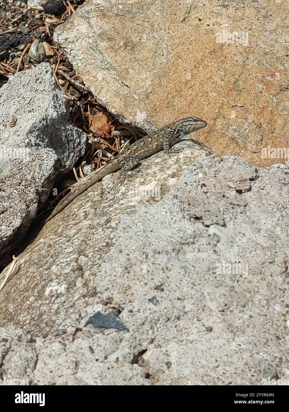 Plateau Fence Lizard (Sceloporus tristichus Stock Photo - Alamy