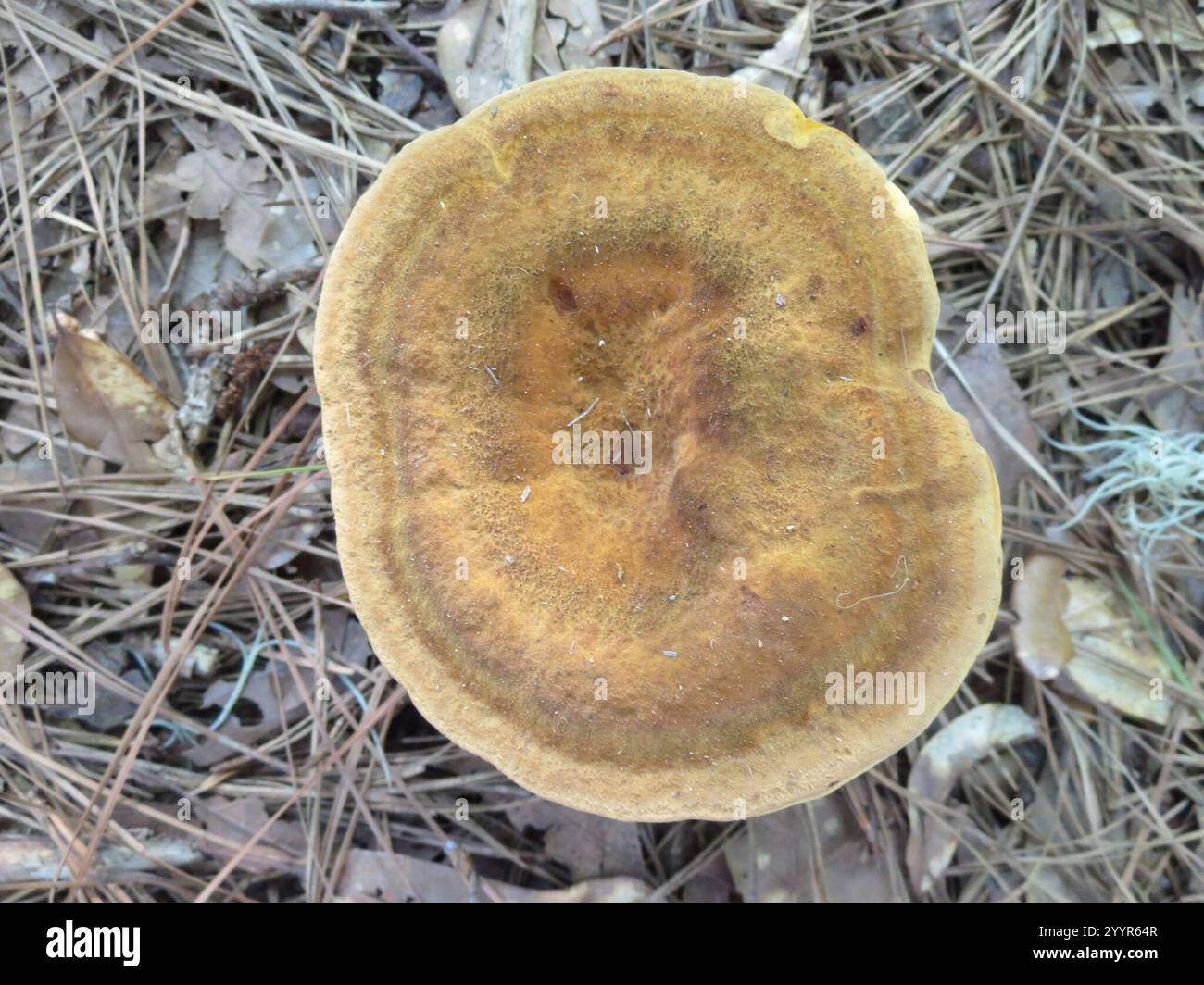Dyer's Polypore (Phaeolus schweinitzii Stock Photo - Alamy