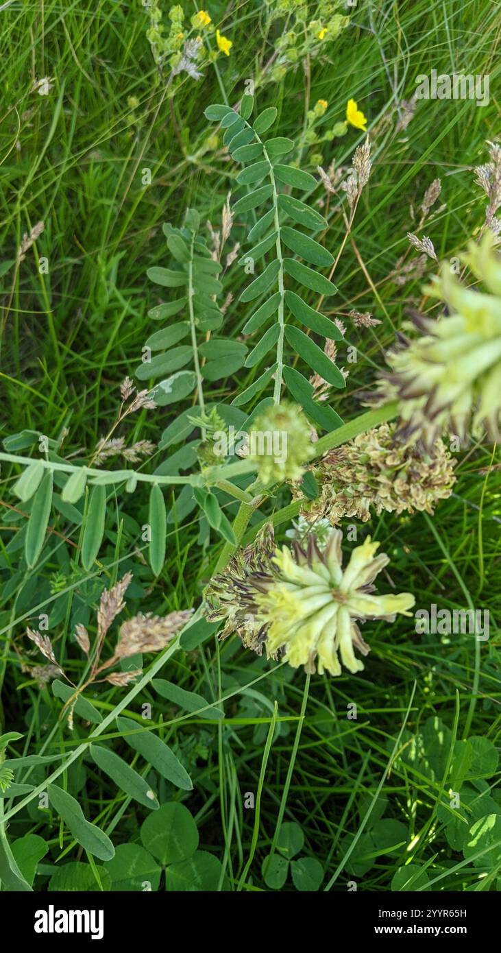 Canadian milkvetch (Astragalus canadensis Stock Photo - Alamy